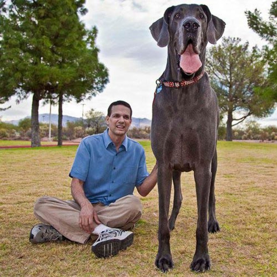 Zeus, the tallest dog in the world, enters the Guinness Book of Records ...